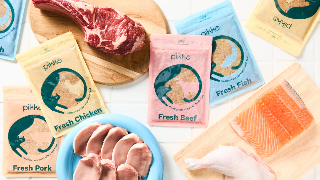 Why Pikko | Putting Cats First with Fresh Cat Food