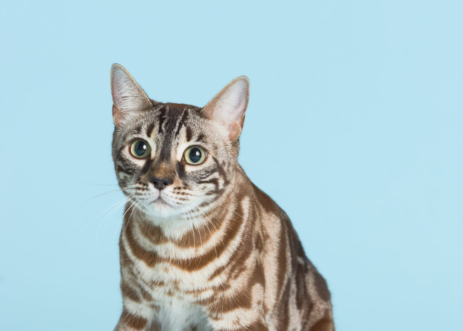 Fresh Human-Grade Cat Food Delivery in Australia | Pikko