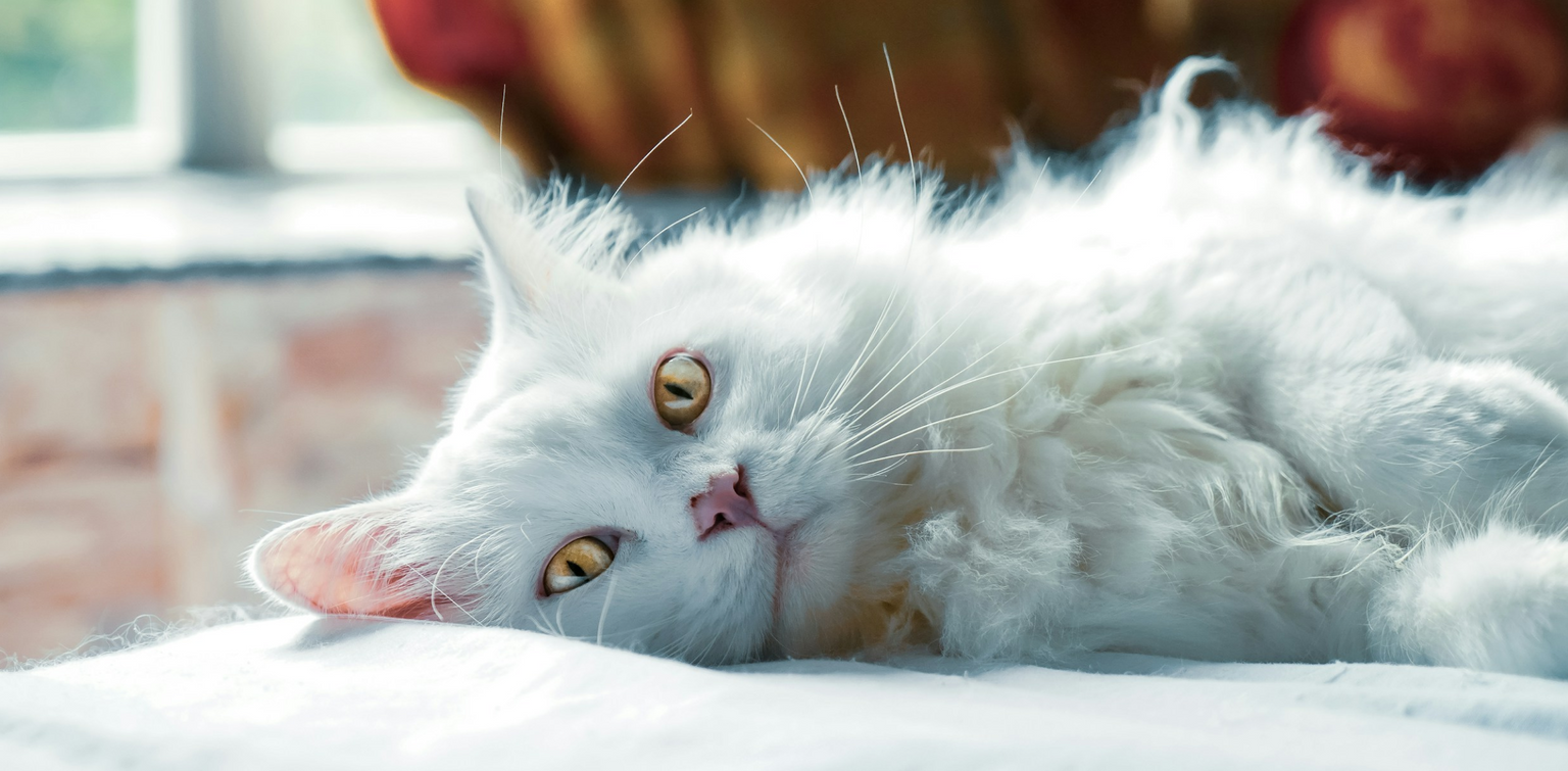 Fresh Human-Grade Cat Food Delivery in Australia | Pikko