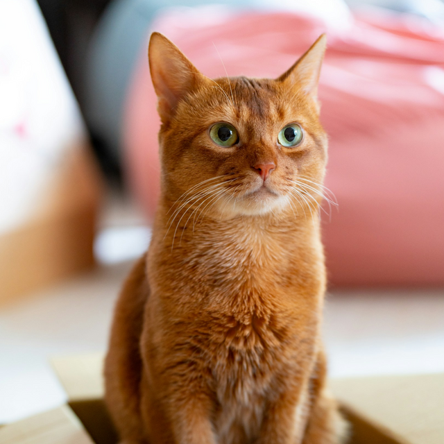 Fresh Human-Grade Cat Food Delivery in Australia | Pikko